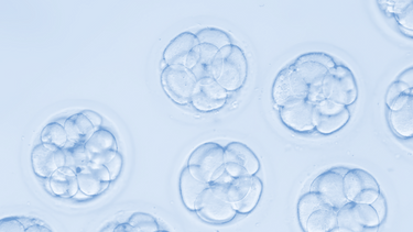 How Does Embryo Grading Work in IVF? – Dandi Fertility